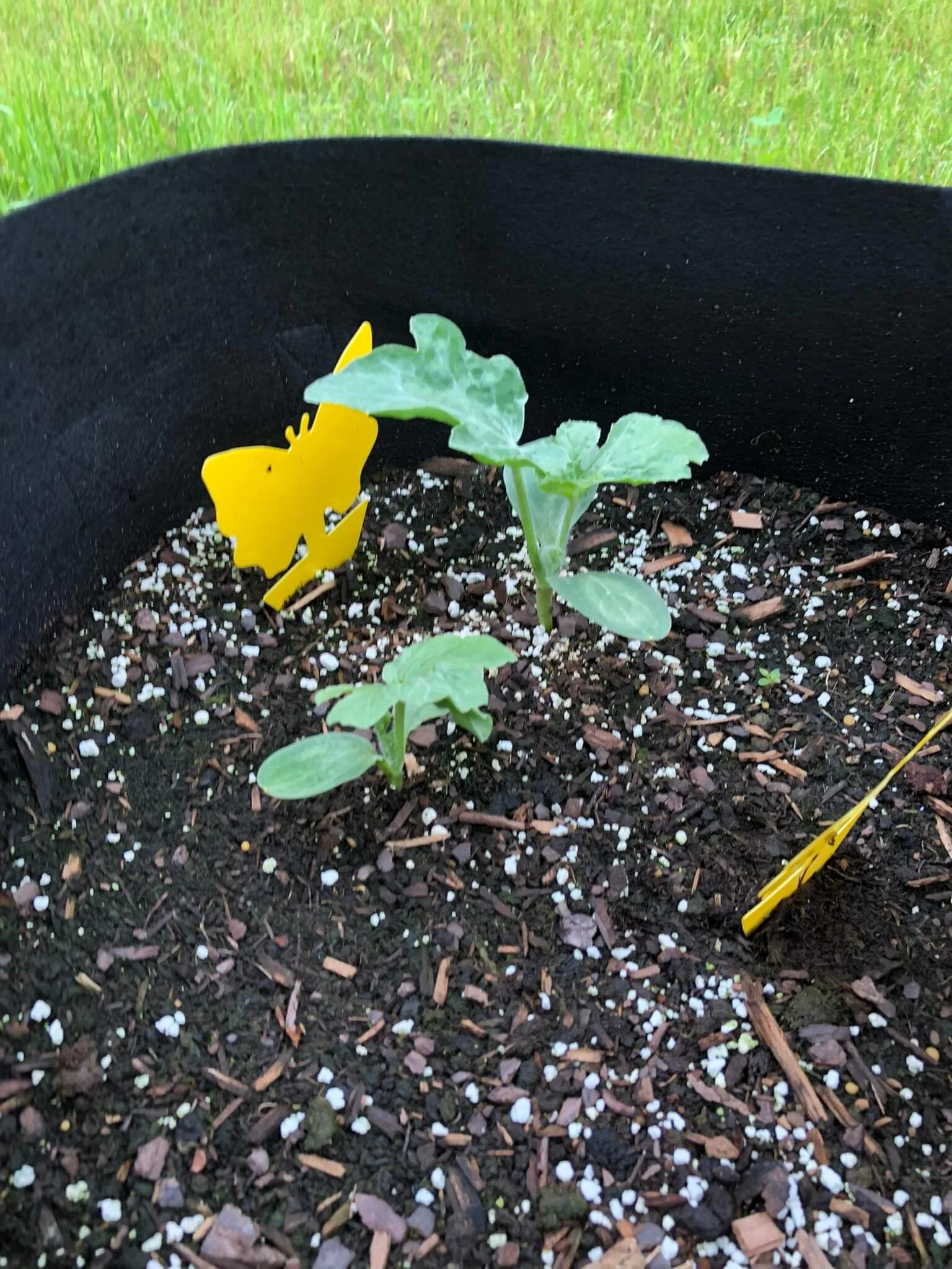 Growing Watermelon in Grow Bags: A Step-by-Step Guide