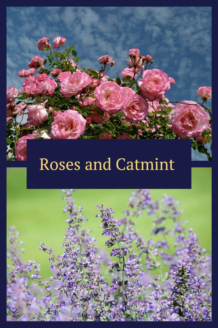 13 No-Fail Plant Pairings for Effortless Beauty in Your Garden