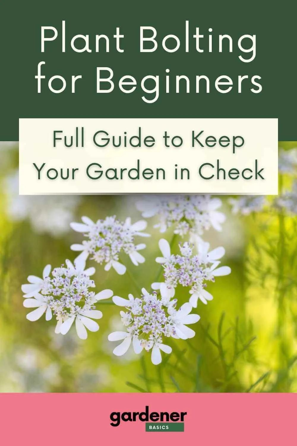 Bolting Basics: What It Is and How to Keep Your Garden in Check