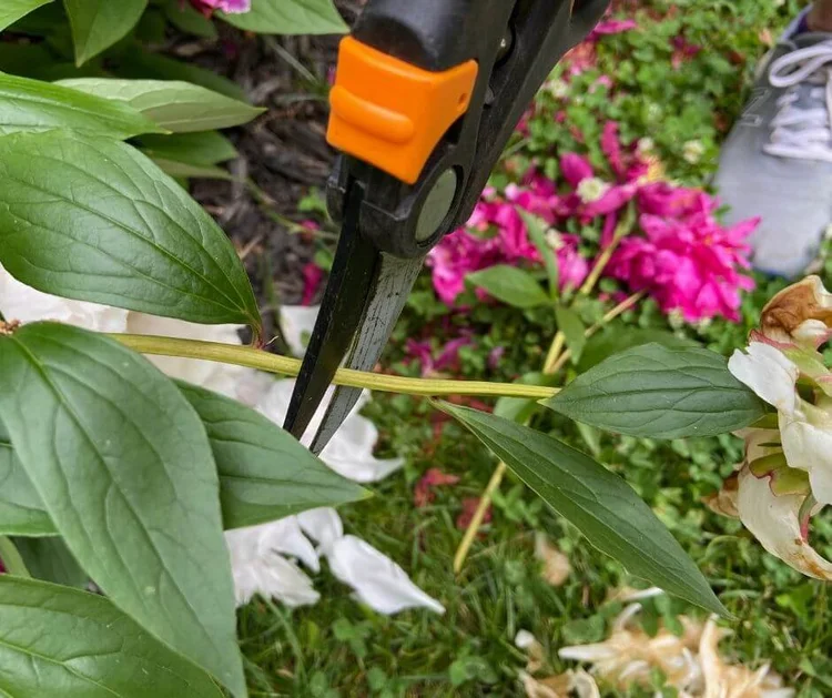 The Art of Deadheading Peonies - Essential Tips