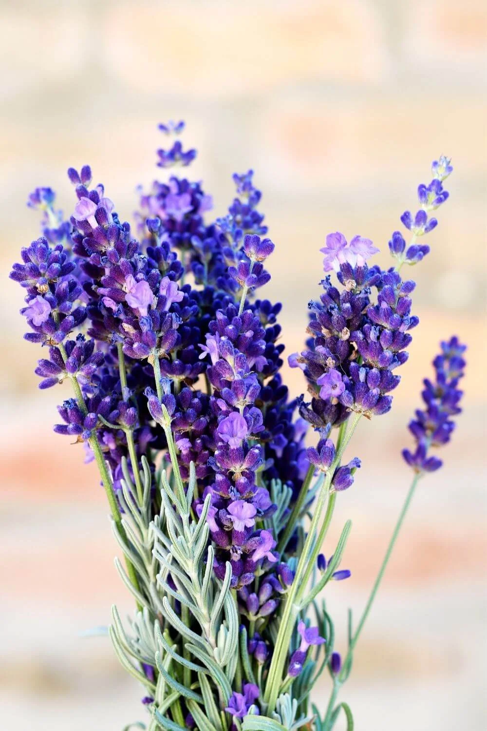 Herb Gardening Made Simple