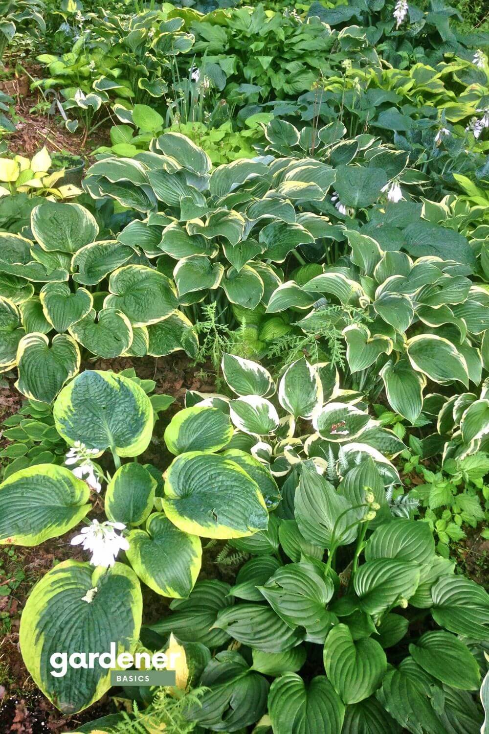 Hostas Landscaping: The Easiest Way to Create a Stunning Shade Garden