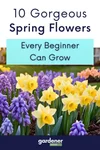 Spring Flowers That Practically Grow Themselves