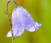 The Most Beautiful Bell-Shaped Flowers to Add to Your Garden
