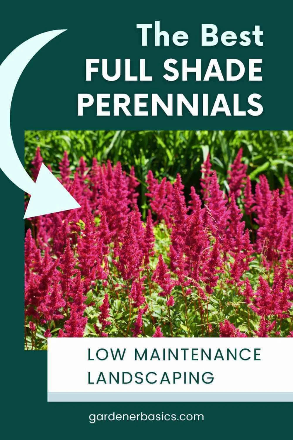 Thriving in the Shadows: The Best Shade-Loving Perennials
