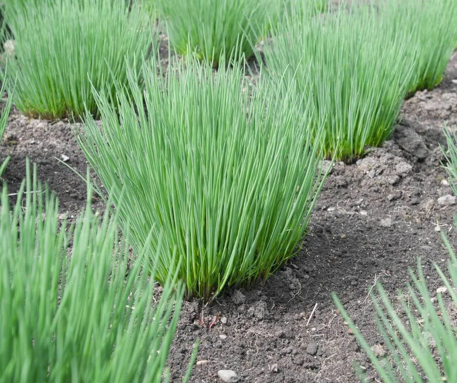 Herbs to Plant in Fall for a Flavorful Home Garden