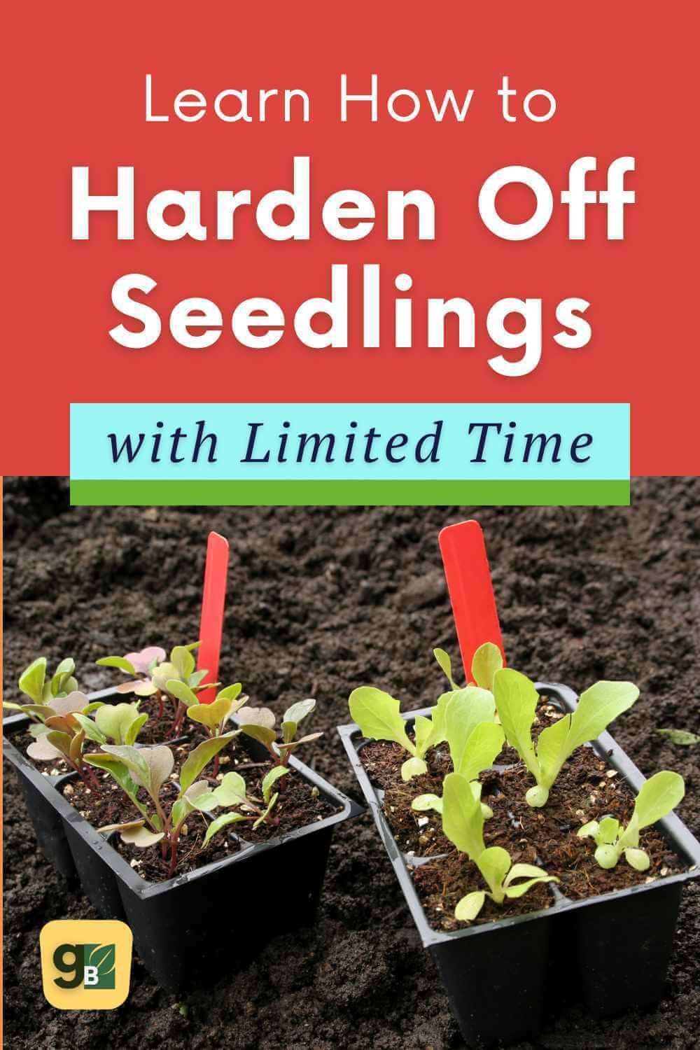 How to Harden off Seedlings with Limited Time