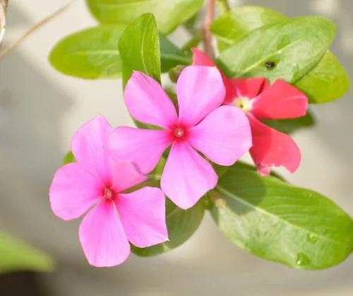 The Ultimate Guide to Caring for Your Vinca
