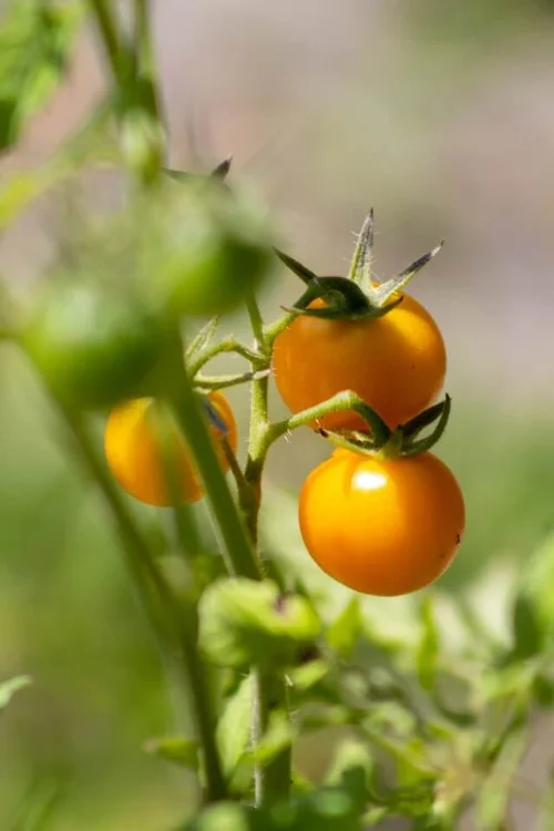 When to Pick Tomatoes: The Timing is Crucial for a Perfect Harvest