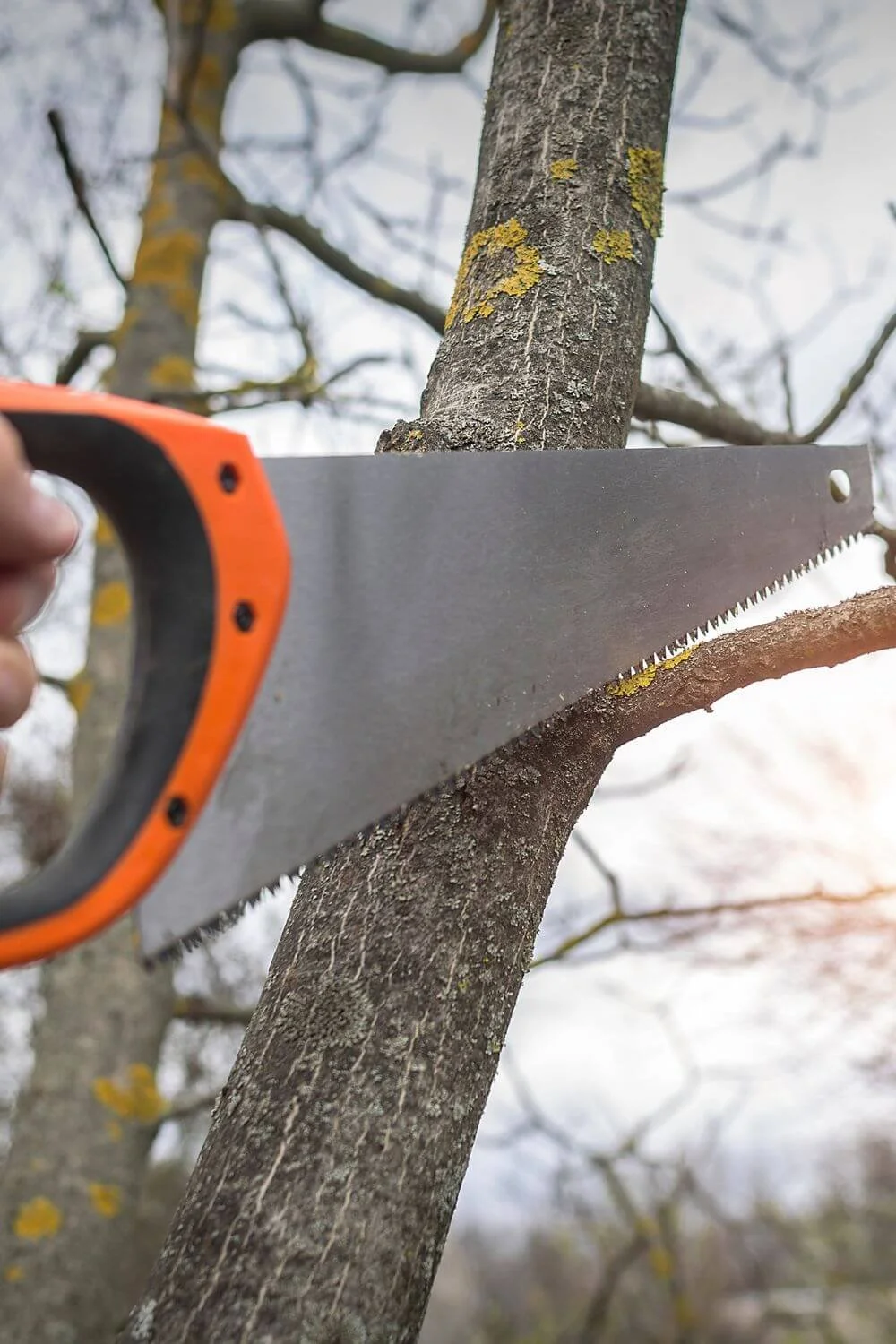 The Ultimate Guide to Pruning Tools: What You Need to Get Started