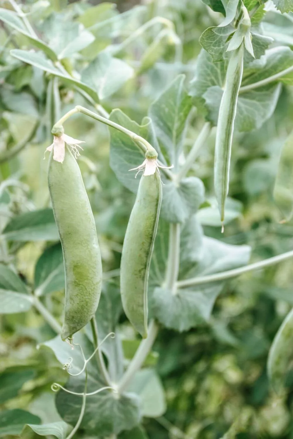 Early Picks: Vegetables That Taste Better When Harvested Sooner