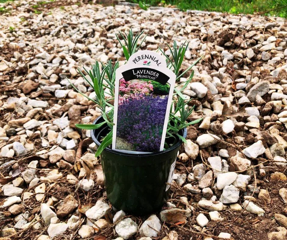 How to Plant a Lavender Hedge: A Step-by-Step Guide