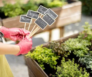 Best Herb Combinations: Plant These Together