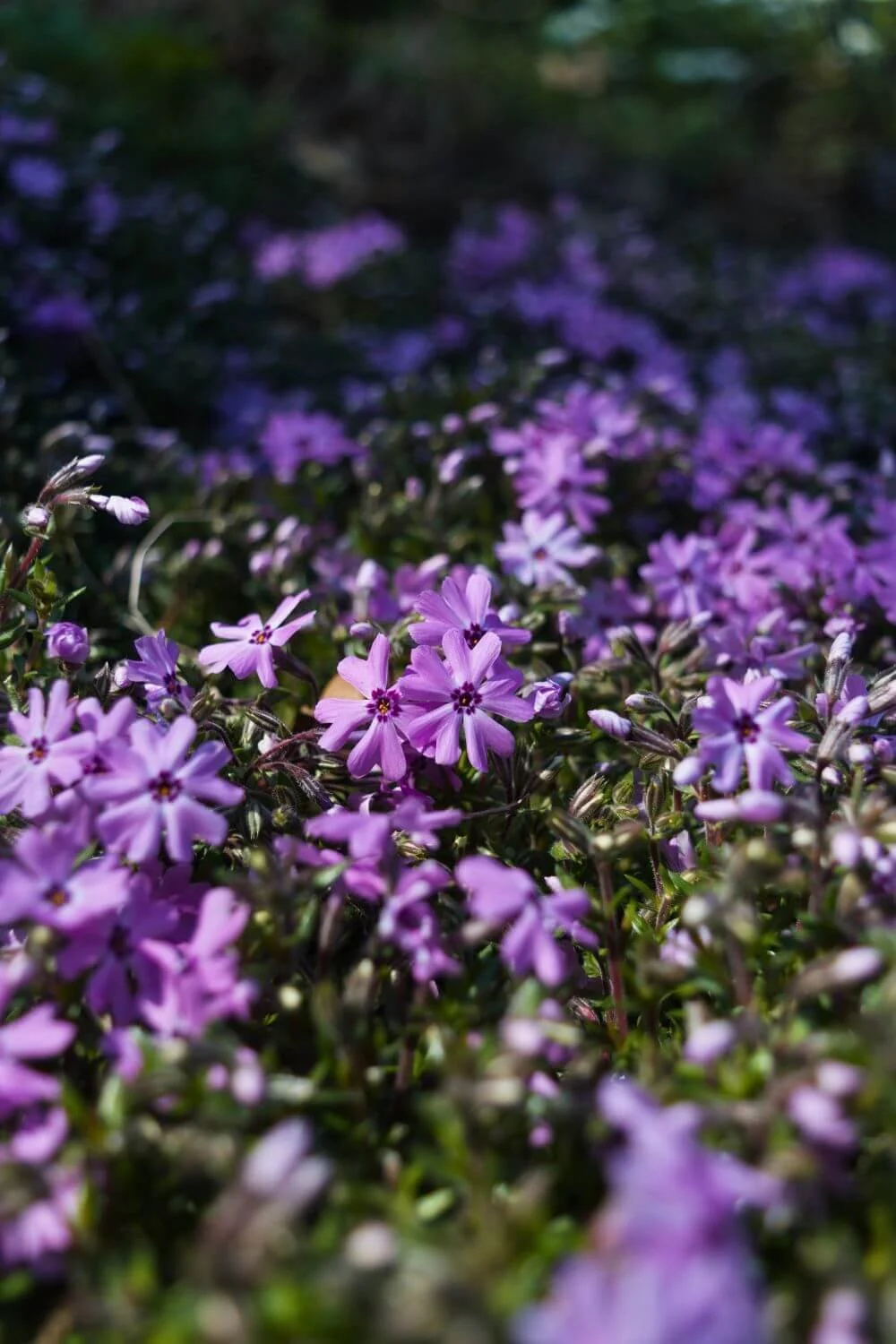 11 Perennials with Fragrant Spring Flowers You'll Love in Your Garden