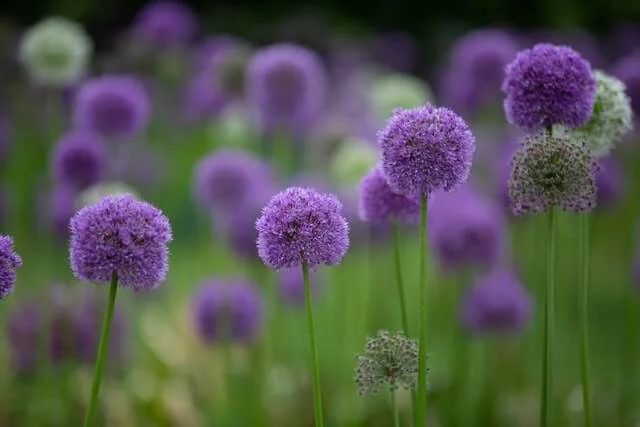 15 Deer and Rabbit Resistant Perennials
