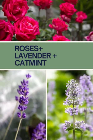 Plant This with That: Flower Pairings for a Gorgeous Garden
