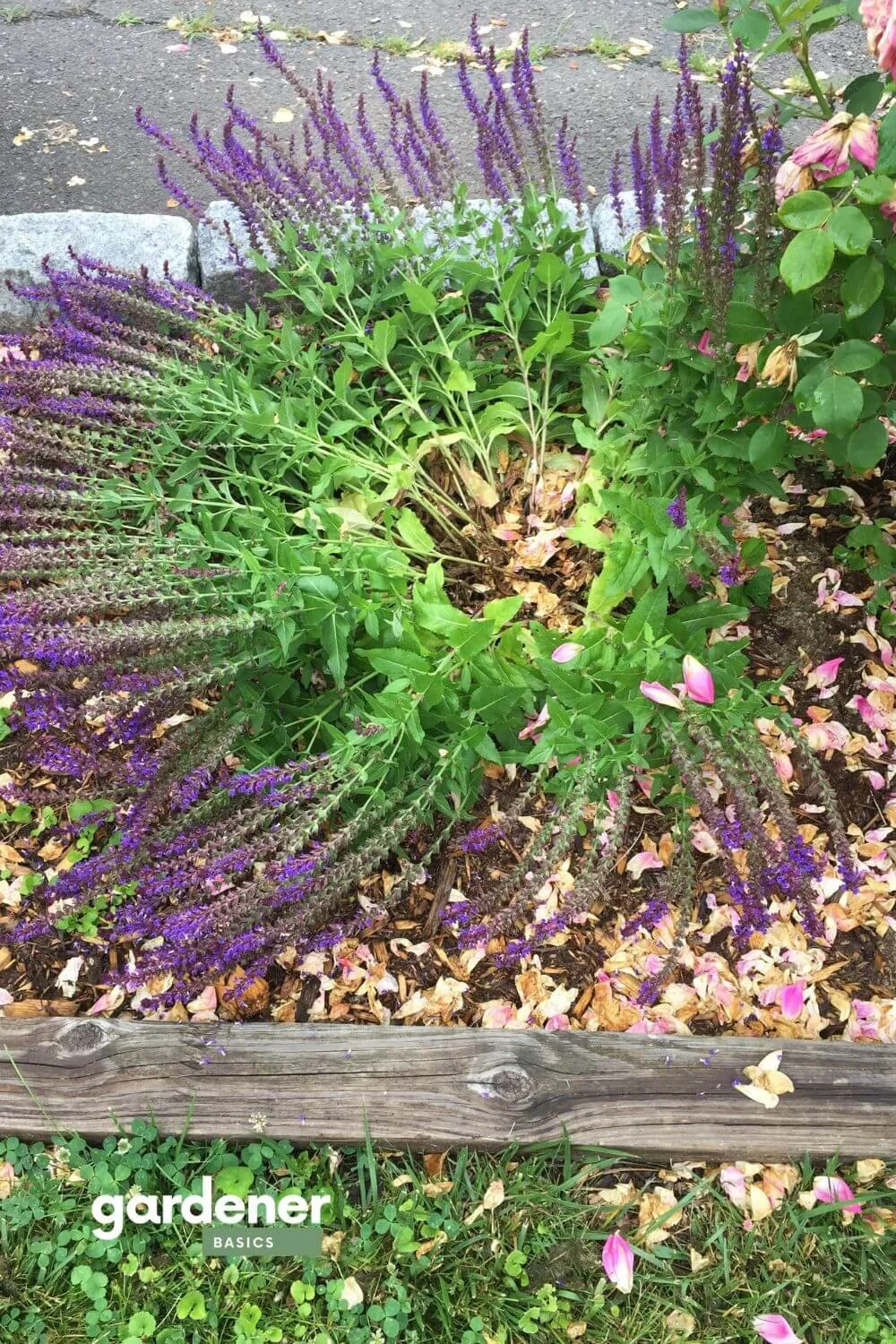 How to Spot and Fix Plant Problems Fast (With a Simple Checklist!)