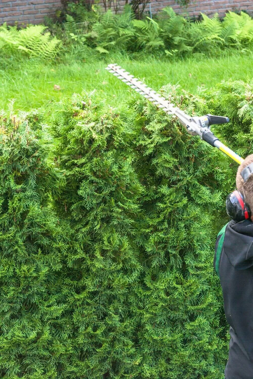 Deadheading to Topping: Understanding Different Pruning Methods