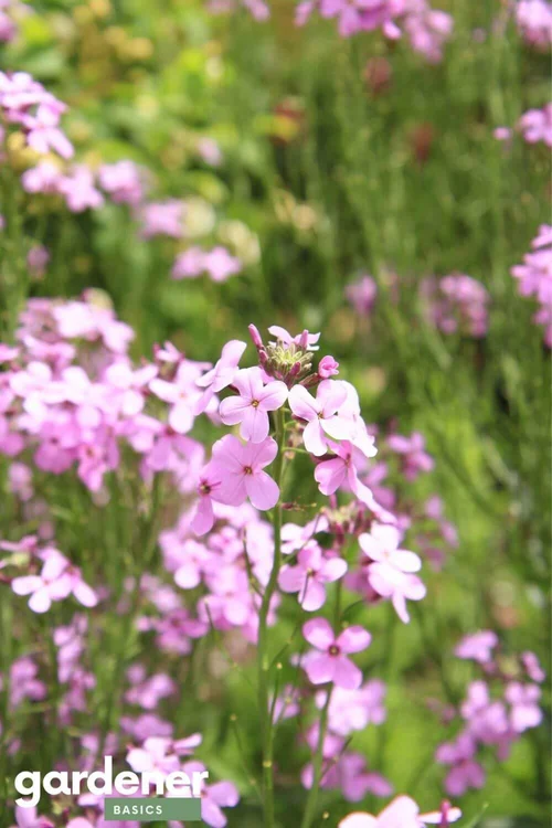 The Best Annual Flowers for a Fragrant Garden