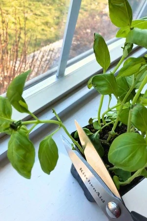 Growing Basil From Cuttings: An Easy and Fun Guide