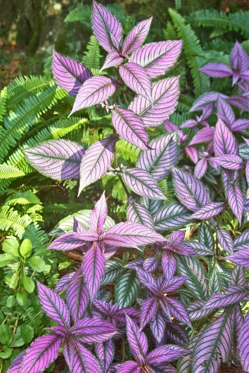 Best Foliage Annuals for Shade – 6 Stunning Plants for a Lush, Colorful ...