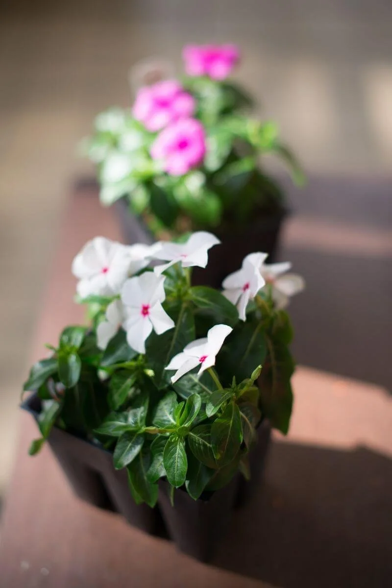 The Ultimate Guide to Caring for Your Vinca