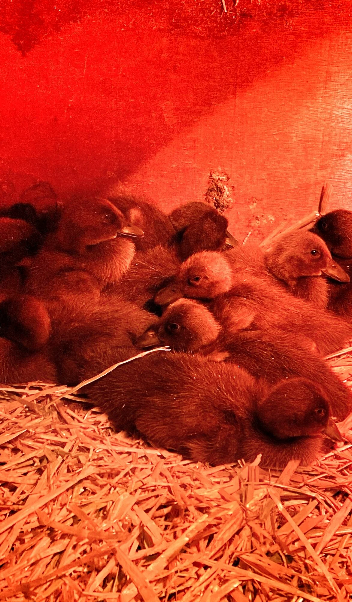 Longbottom Bird Ranch