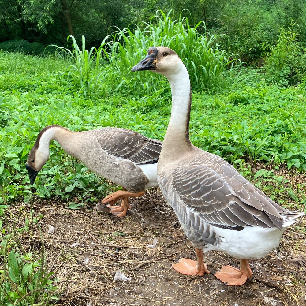 Meet the Residents — Longbottom Bird Ranch