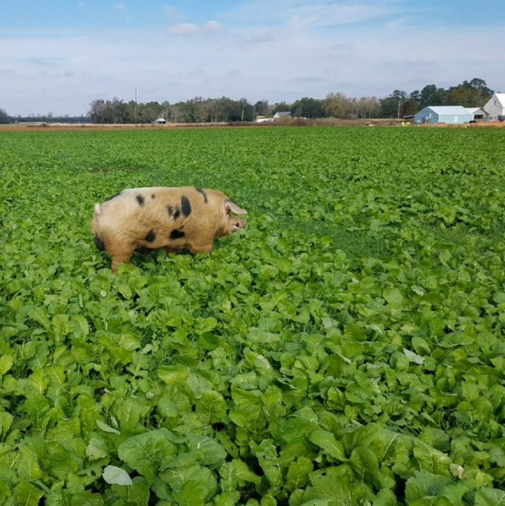 Farmers and Products — Yard Bull Meats - Butcher Shop in Roanoke, VA