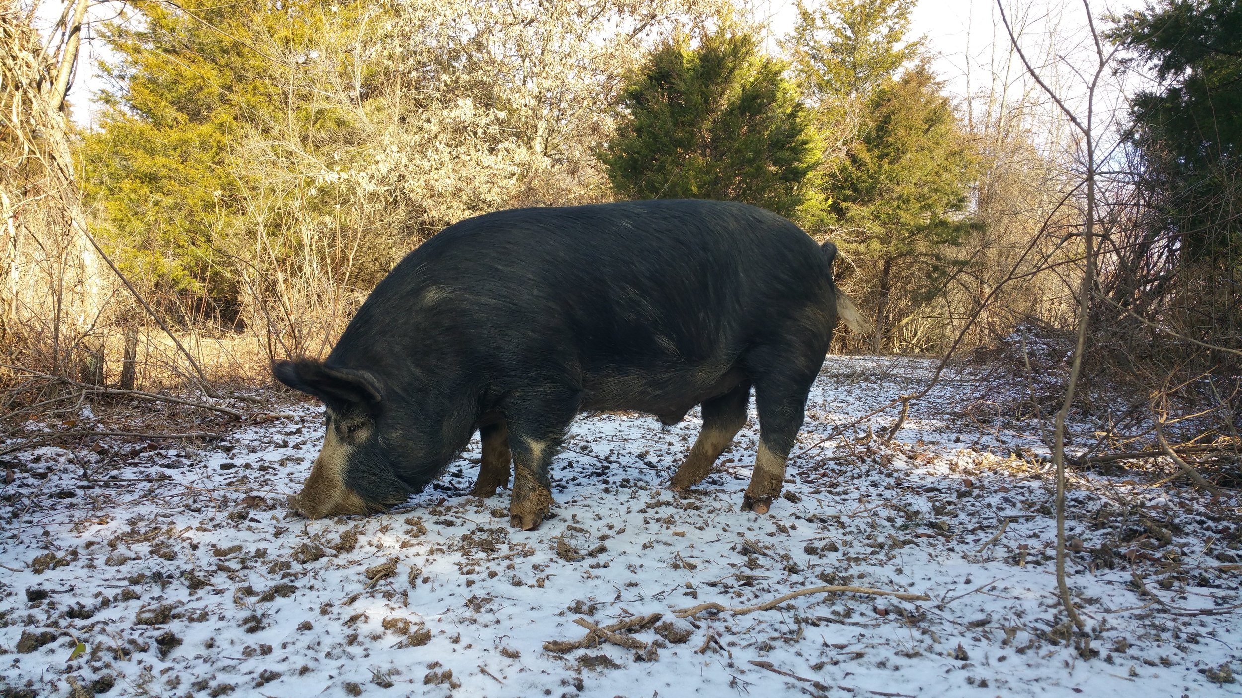 Farmers and Products — Yard Bull Meats - Butcher Shop in Roanoke, VA