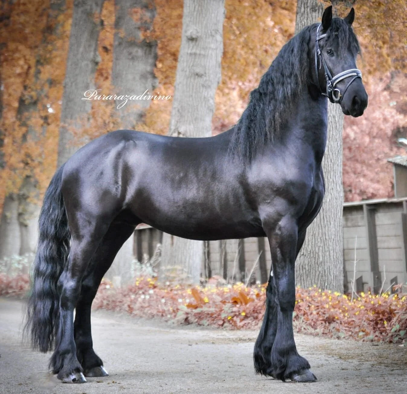 Friesian Stallion