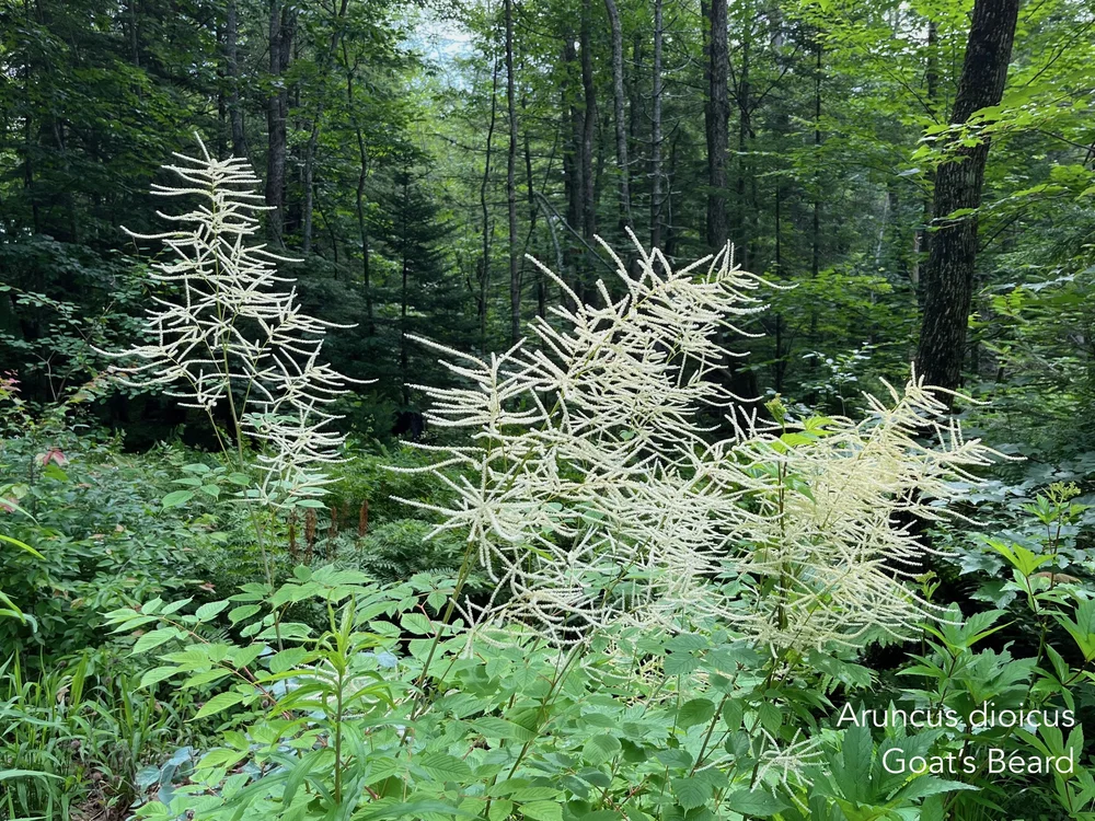 Native Plant List — Rooted Elements