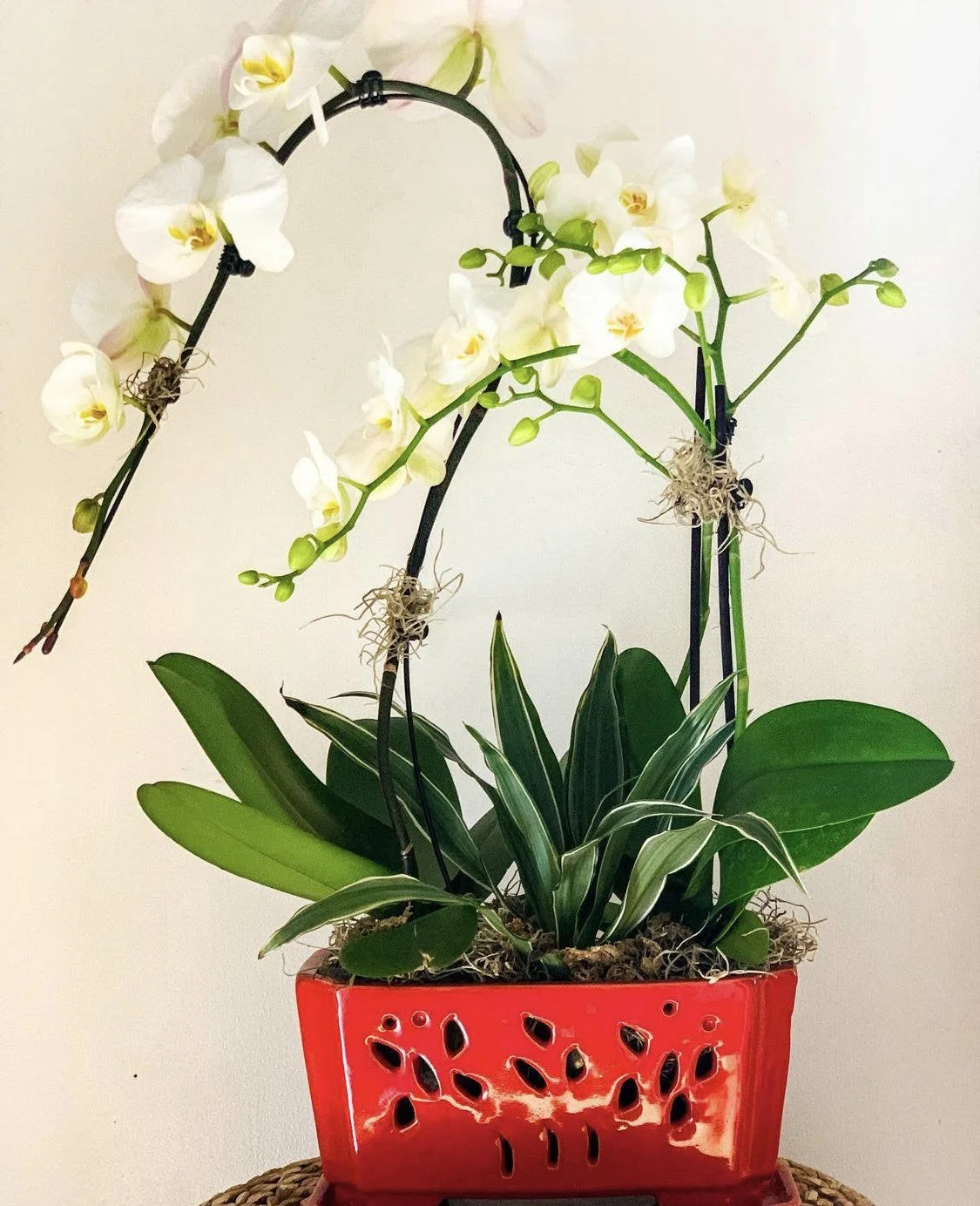 Gallery — HEIRBLOOM POTTED CREATIONS