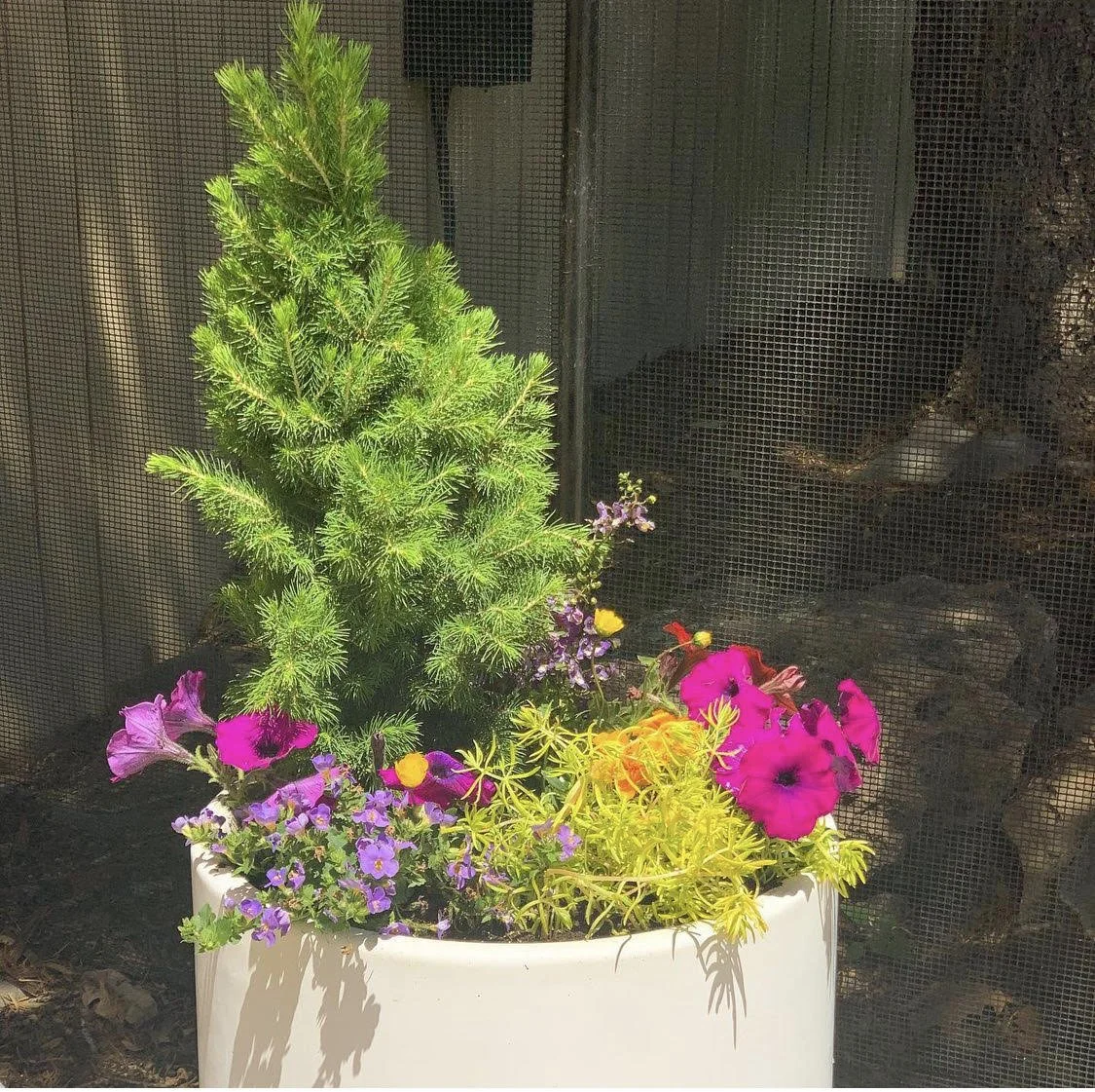 Gallery — HEIRBLOOM POTTED CREATIONS