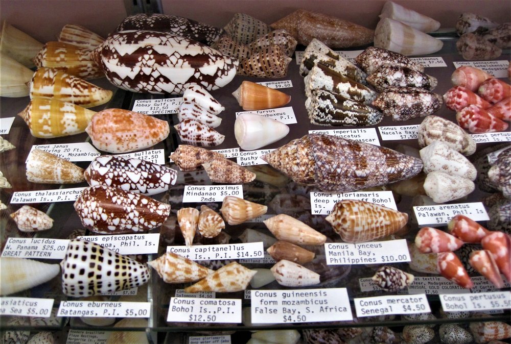 Gallery 2 — The Shell Shop