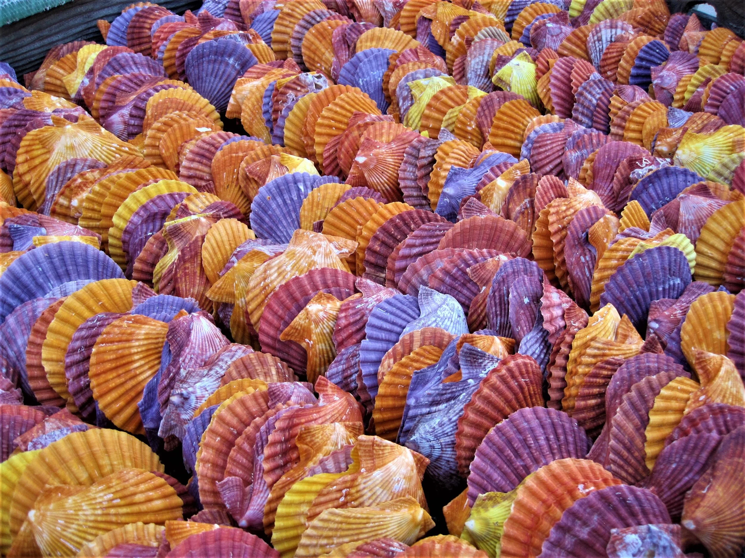 Gallery 2 — The Shell Shop