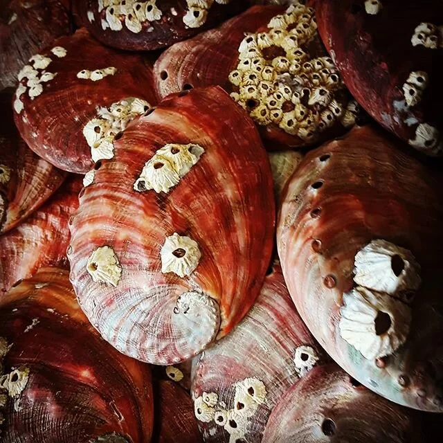 Gallery 2 — The Shell Shop