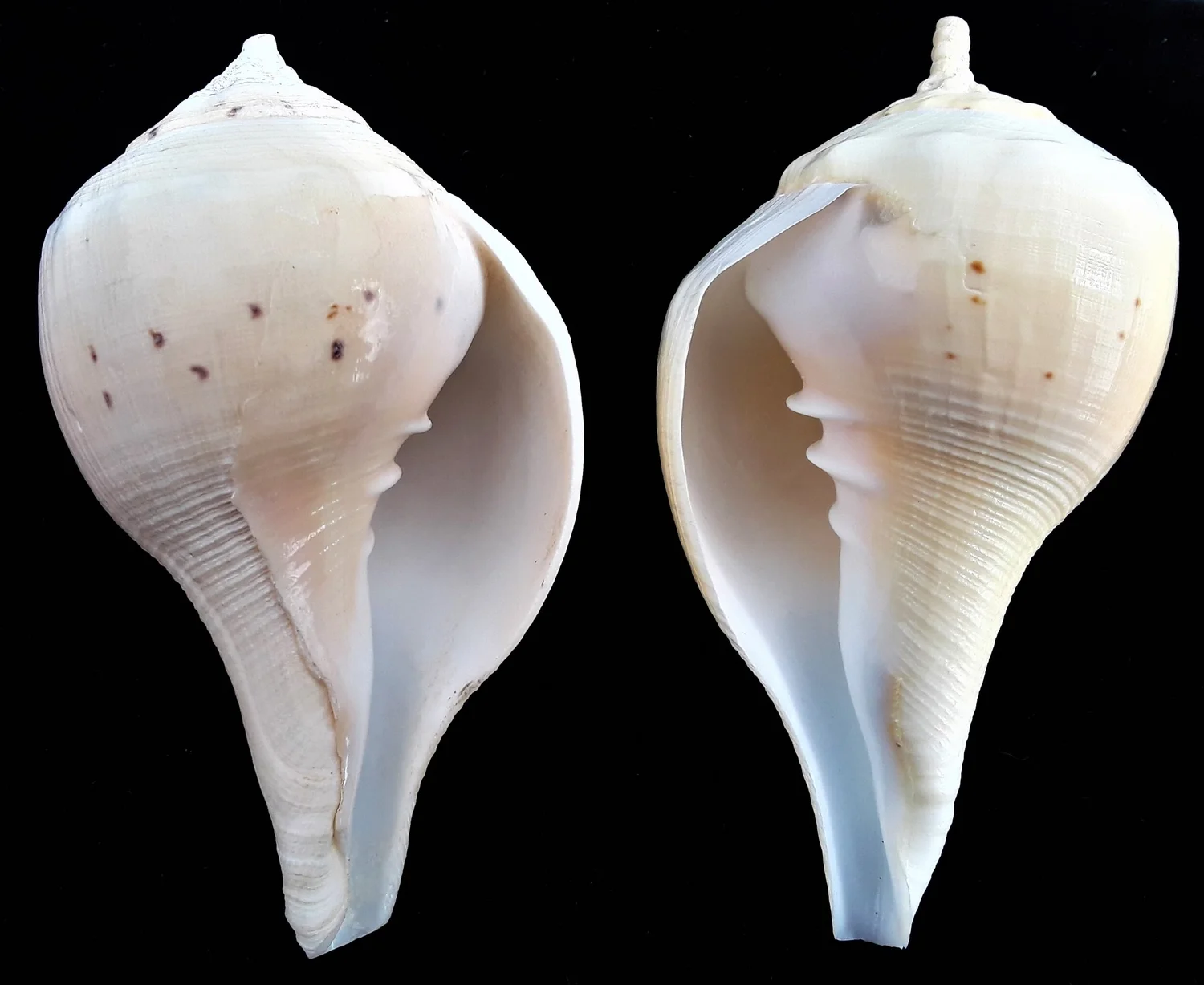 Gallery 2 — The Shell Shop