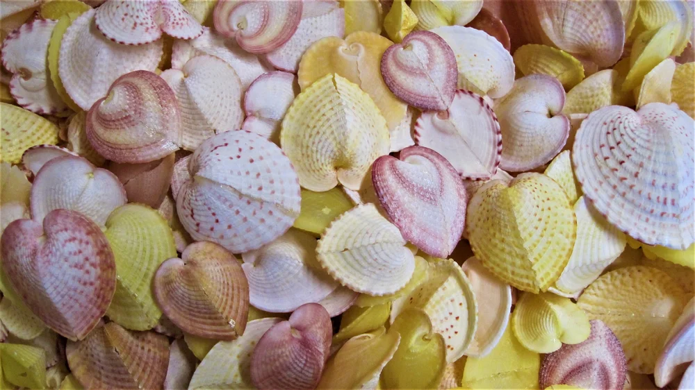 Gallery 2 — The Shell Shop