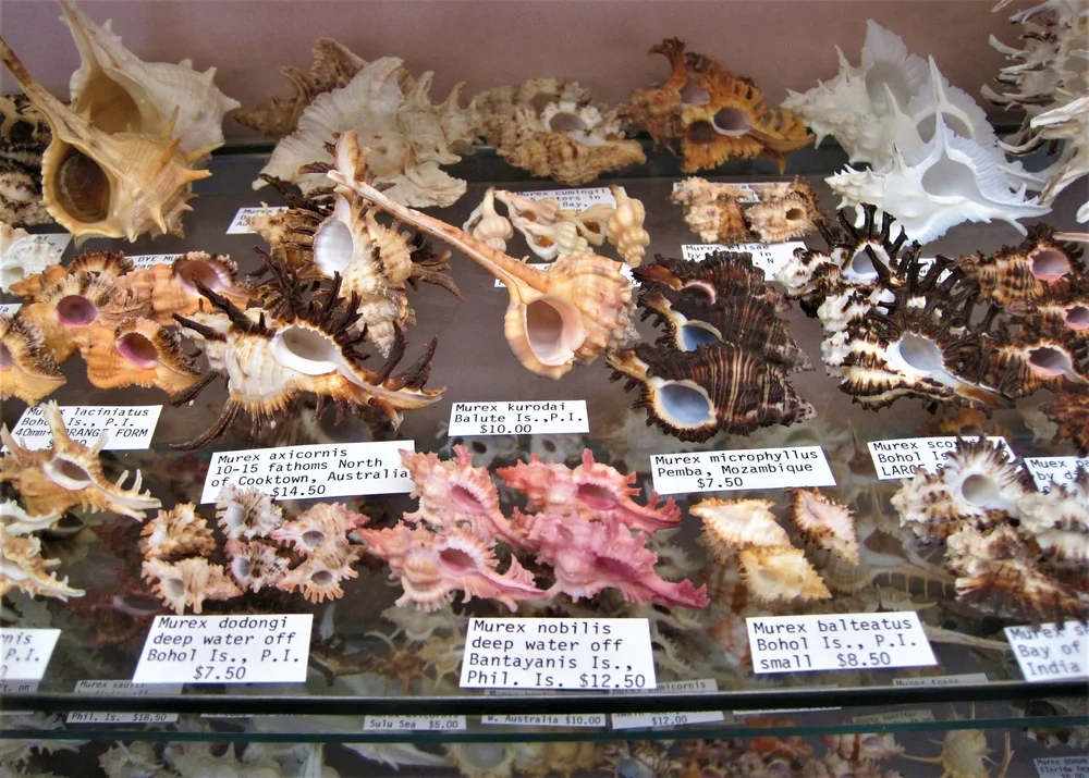 Gallery 2 — The Shell Shop