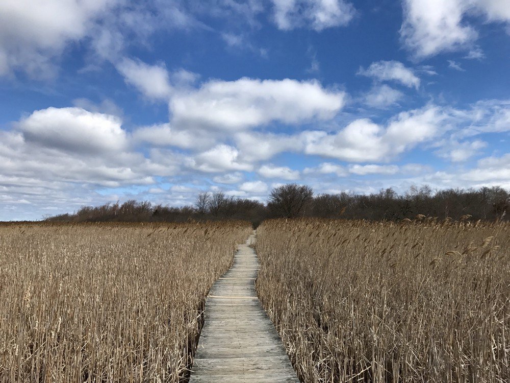 A Step by Step Guide to Begin Your Walking Practice — This Morning Walk