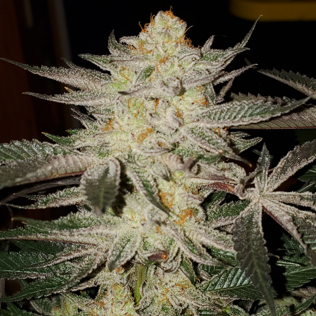 RAINBOW KUSH MINTZ — A.B.Seed Company