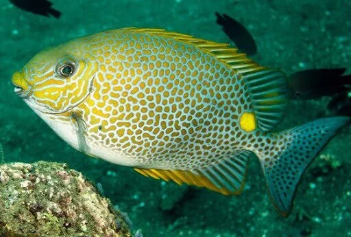 Shop — ZONA AQUATICS