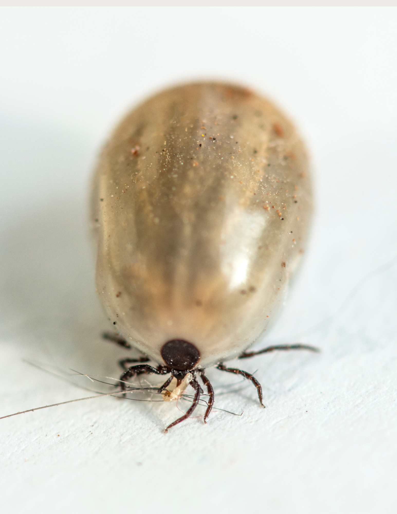 What to do if you find a tick on your child — THE PEDIATRICIAN MOM