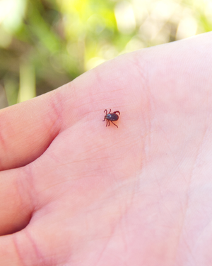 What to do if you find a tick on your child — THE PEDIATRICIAN MOM