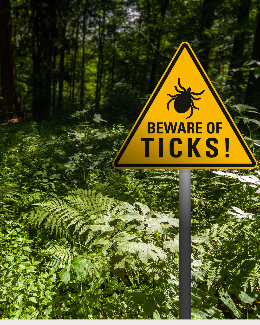 What to do if you find a tick on your child — THE PEDIATRICIAN MOM
