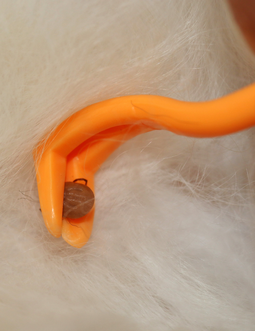 What to do if you find a tick on your child — THE PEDIATRICIAN MOM