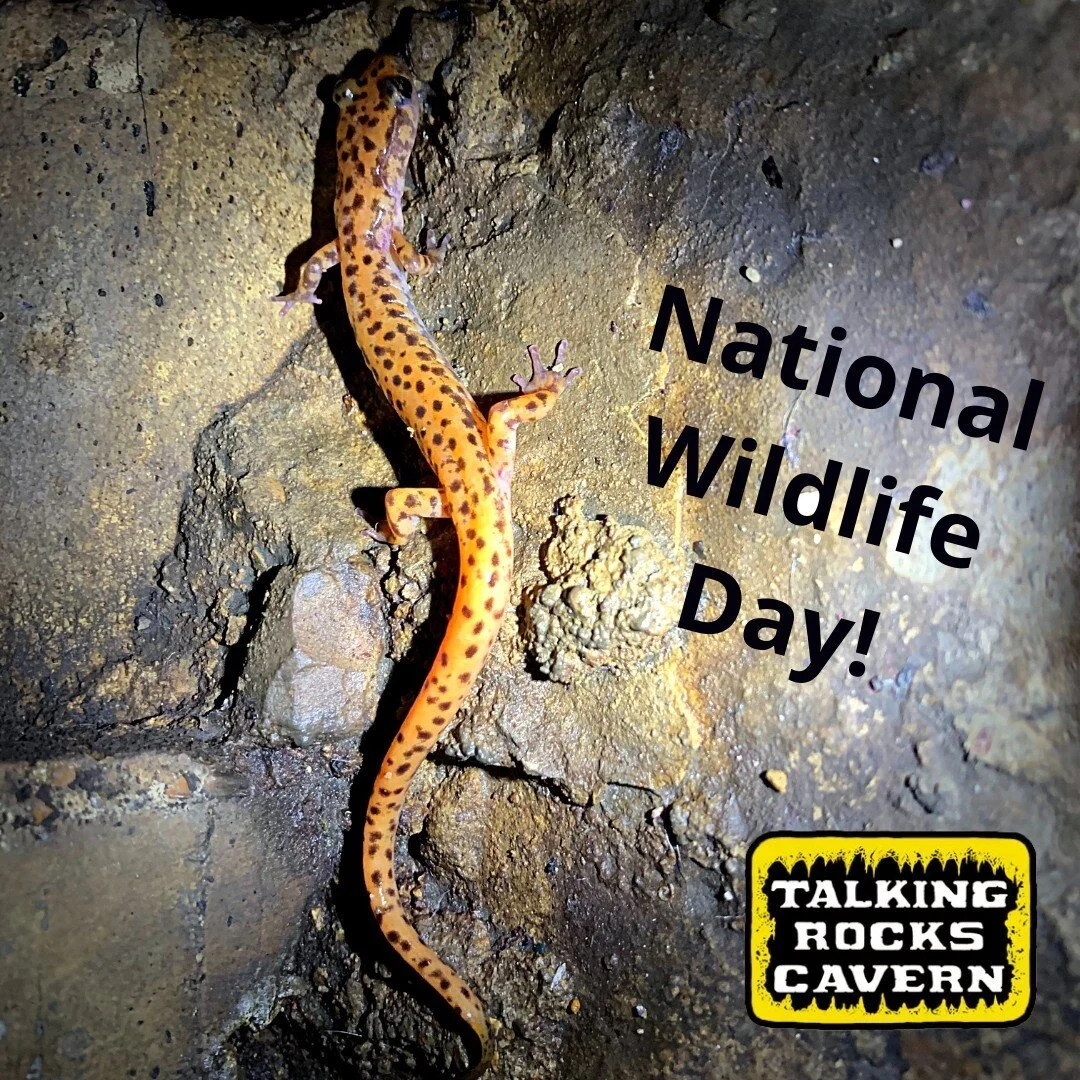 Talking Rocks Cavern