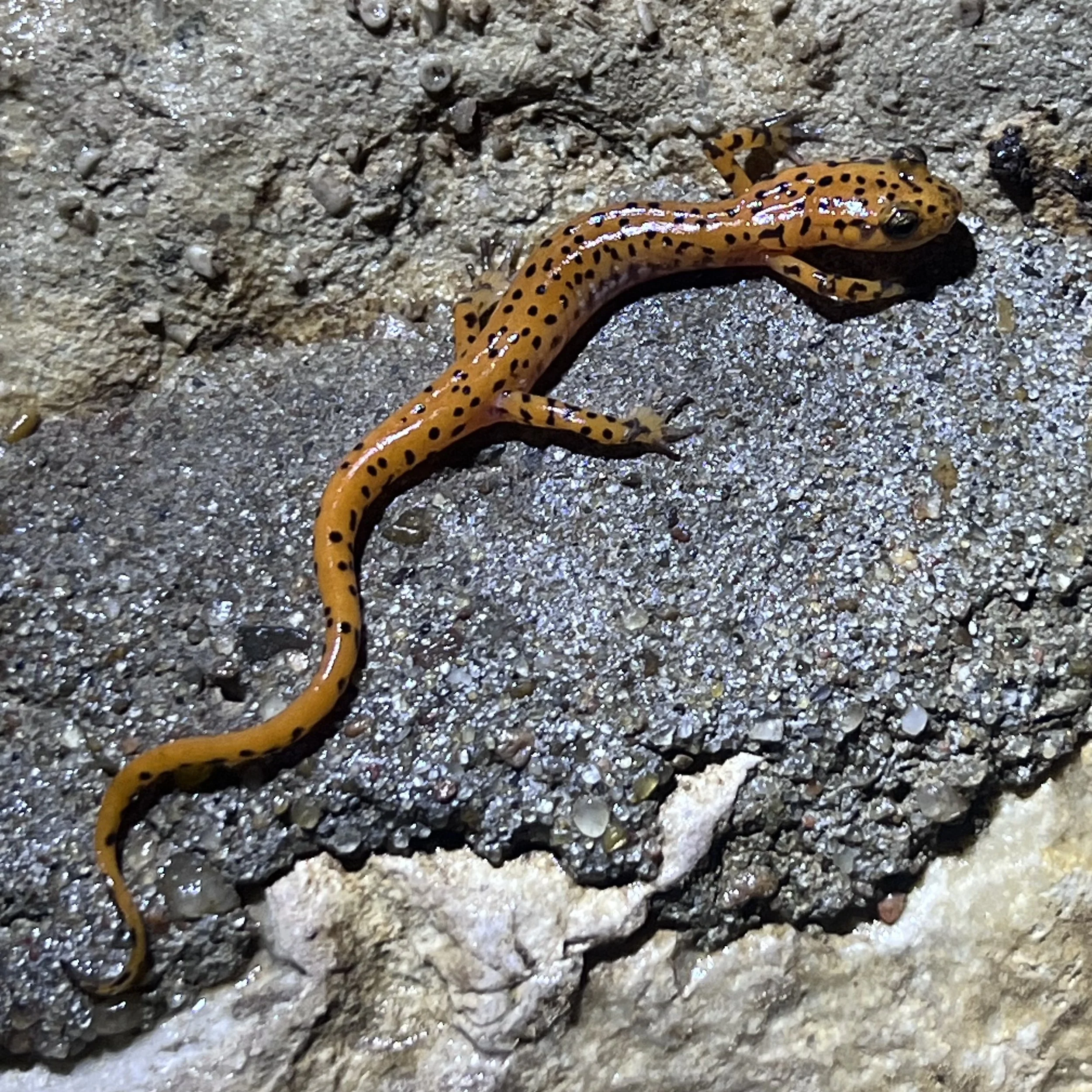 Talking Rocks Cavern - Cave Tours and Outdoor Activities in Branson, MO ...