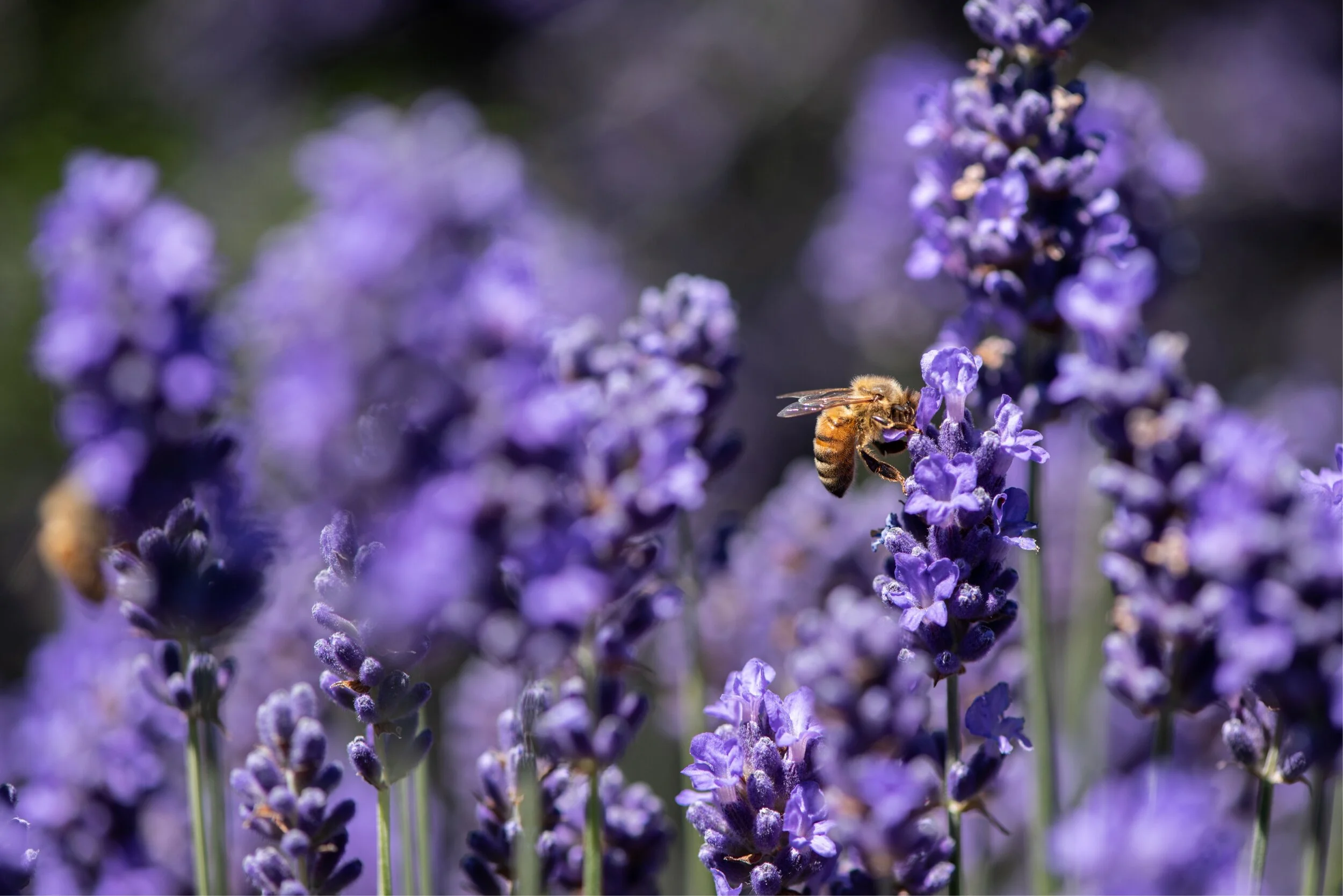 Bee and Lavender Farm — Windy Acres